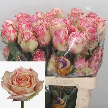 Rose Fiesta (Ecuador) 50cm | Wholesale Dutch Flowers & Florist Supplies UK