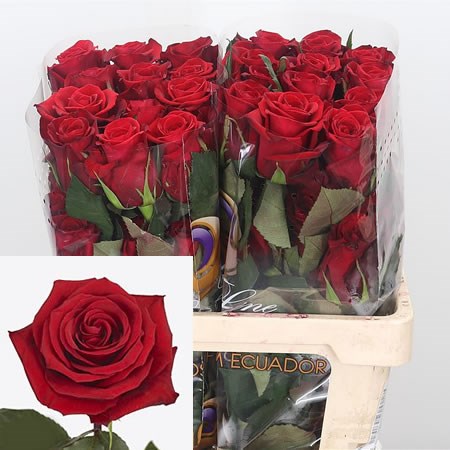 Rose Finally (Ecuador) 50cm | Wholesale Dutch Flowers & Florist Supplies UK