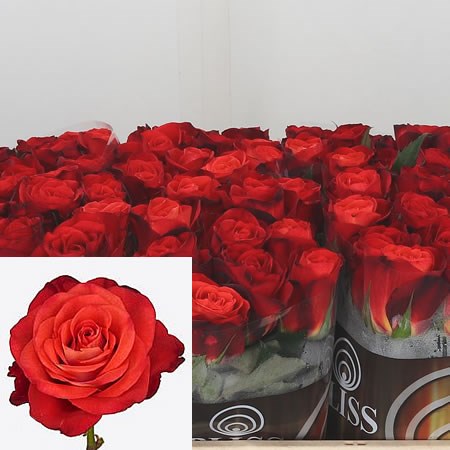 Rose Fiorella 50cm | Wholesale Dutch Flowers & Florist Supplies UK
