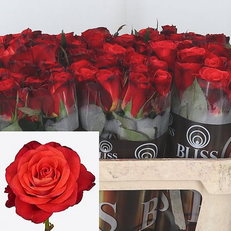Rose Fiorella 80cm | Wholesale Dutch Flowers & Florist Supplies UK