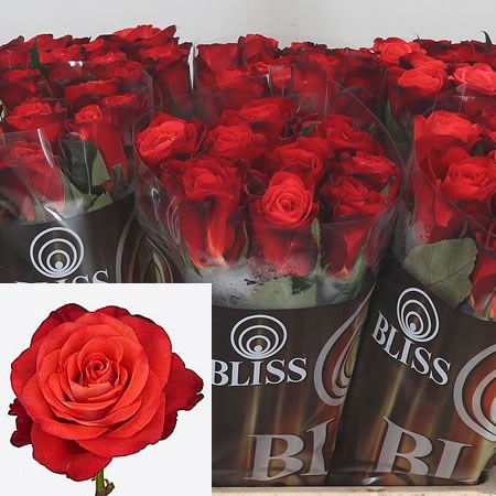 Rose Fiorella 60cm | Wholesale Dutch Flowers & Florist Supplies UK