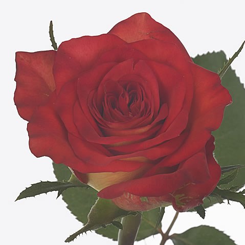 Rose Fire Catcher 50cm | Wholesale Dutch Flowers & Florist Supplies UK