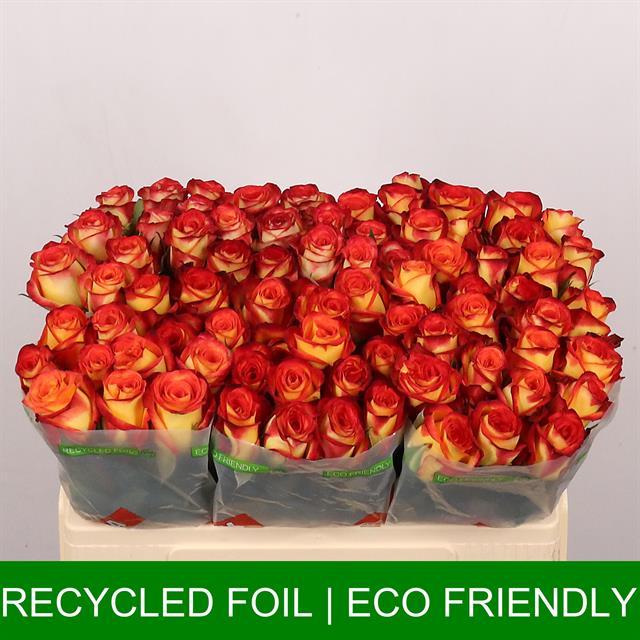 Rose Firefox 50cm | Wholesale Dutch Flowers & Florist Supplies UK