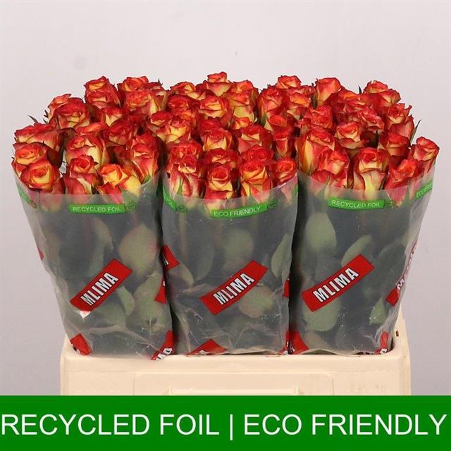 Rose Firefox 60cm | Wholesale Dutch Flowers & Florist Supplies UK