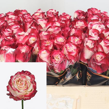 Rose First Kiss 50cm | Wholesale Dutch Flowers & Florist Supplies UK
