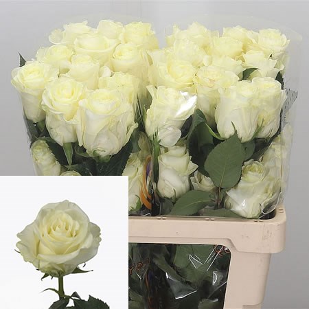Rose First Lady (Ecuador) 50cm | Wholesale Dutch Flowers & Florist ...