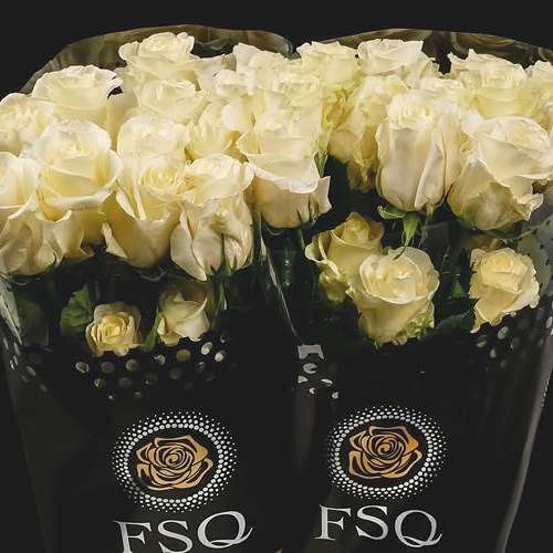 Rose First Lady (Ecuador Large Heads) 50cm | Wholesale Dutch Flowers ...