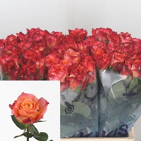 Rose Free Spirit 50cm | Wholesale Dutch Flowers & Florist Supplies UK