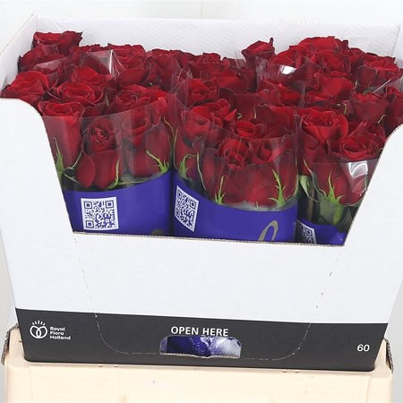 Rose Freedom 60cm | Wholesale Dutch Flowers & Florist Supplies UK
