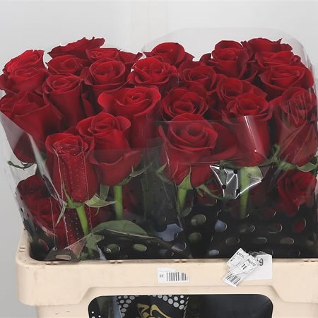 Rose Freedom (Ecuador) 45cm | Wholesale Dutch Flowers & Florist Supplies UK