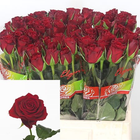 Rose Furiosa 70cm | Wholesale Dutch Flowers & Florist Supplies UK