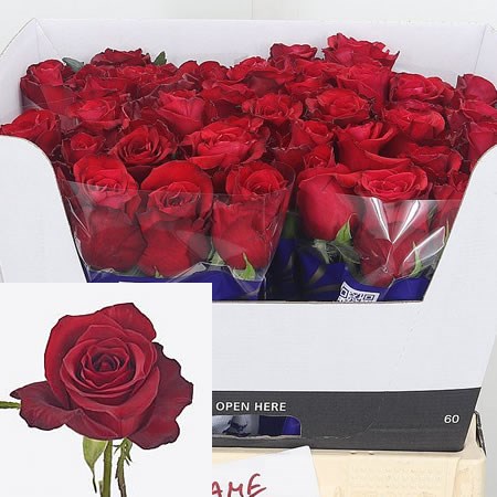 Rose Game On 60cm | Wholesale Dutch Flowers & Florist Supplies UK