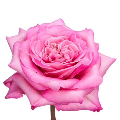 Rose Garden Ashley 50cm | Wholesale Dutch Flowers & Florist Supplies UK
