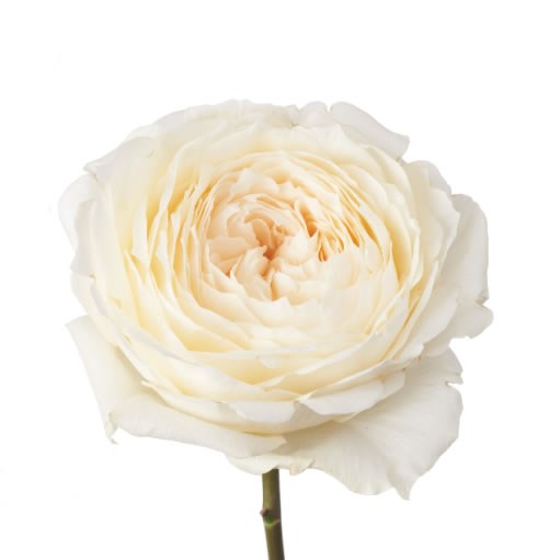 Rose Garden Innocence 50cm | Wholesale Dutch Flowers & Florist Supplies UK