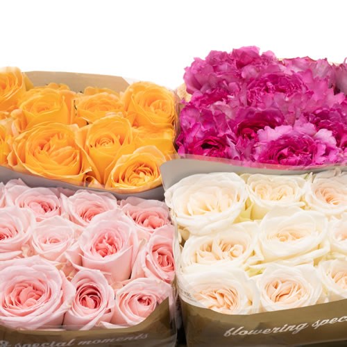 Rose - Garden Mix 50cm | Wholesale Dutch Flowers & Florist Supplies UK