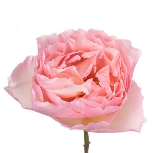 Rose Garden Princess Charlene de Monaco 50cm | Wholesale Dutch Flowers ...