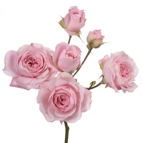 Rose Garden Princess Fairy Pink (Spray) 50cm | Wholesale Dutch Flowers ...