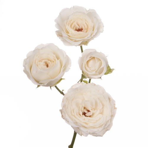 Rose Garden Princess Fairy White (Spray) 50cm | Wholesale Dutch Flowers ...