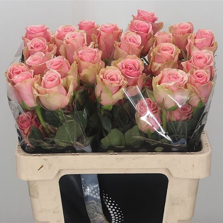 Rose Geraldine (Ecuador) 50cm | Wholesale Dutch Flowers & Florist ...
