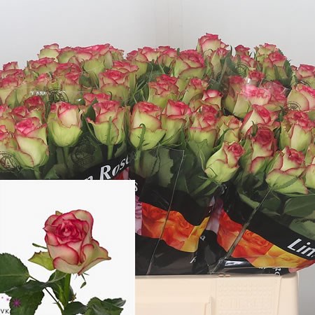 Rose Glow 60cm | Wholesale Dutch Flowers & Florist Supplies UK