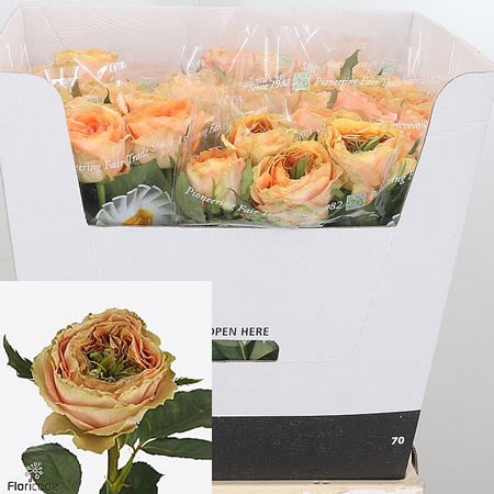 Rose Golden Lady 70cm | Wholesale Dutch Flowers & Florist Supplies UK