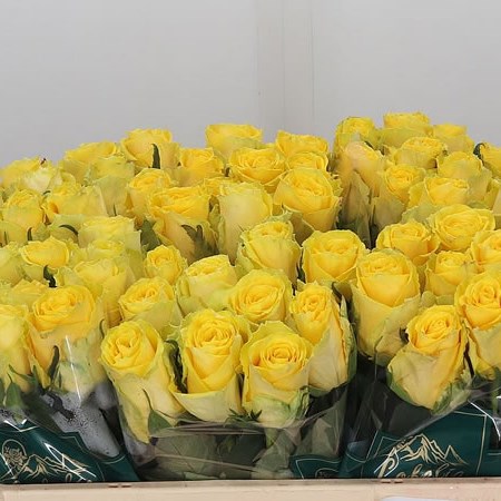 Rose Good Times 50cm | Wholesale Dutch Flowers & Florist Supplies UK
