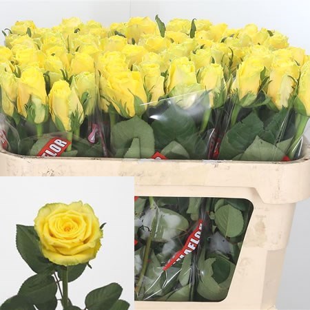 Rose Good Times 80cm | Wholesale Dutch Flowers & Florist Supplies UK