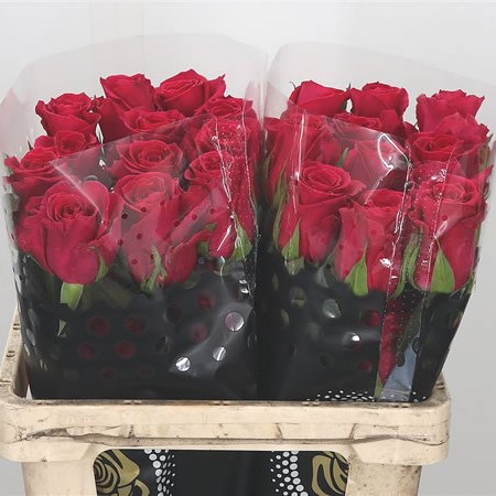 Rose Gotcha (Ecuador) 50cm | Wholesale Dutch Flowers & Florist Supplies UK
