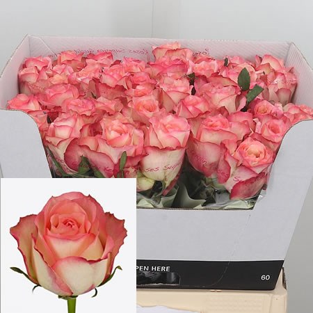 Rose Gran Turismo 60cm | Wholesale Dutch Flowers & Florist Supplies UK