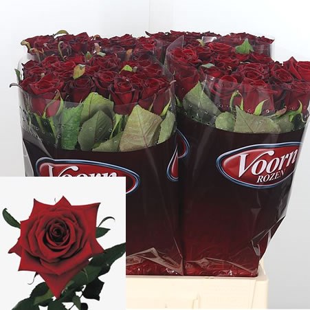 Rose Grand Prix 70cm | Wholesale Dutch Flowers & Florist Supplies UK