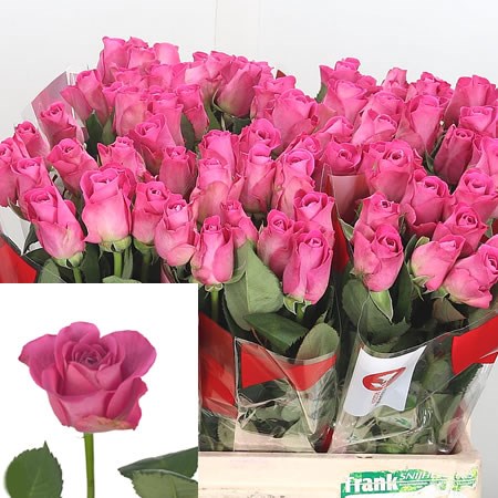 Rose H3o 60cm | Wholesale Dutch Flowers & Florist Supplies UK