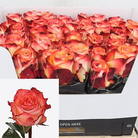 Rose Habari 60cm | Wholesale Dutch Flowers & Florist Supplies UK