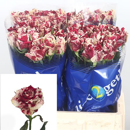 Rose Harlequin 80cm | Wholesale Dutch Flowers & Florist Supplies UK