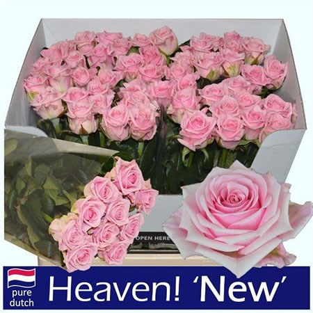 Rose Heaven (Jong Gewas) 55cm | Wholesale Dutch Flowers & Florist ...