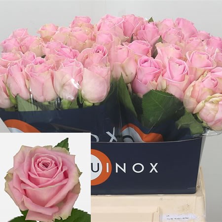 Rose Heidi 60cm | Wholesale Dutch Flowers & Florist Supplies UK