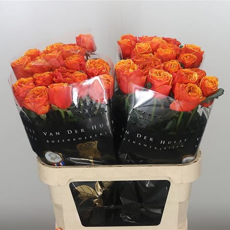 Rose Heliana Orange 80cm | Wholesale Dutch Flowers & Florist Supplies UK