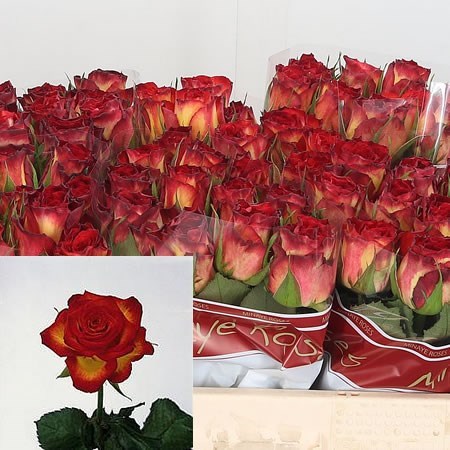 Rose High Society (Small Heads) 40cm | Wholesale Dutch Flowers ...