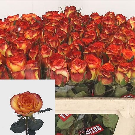 Rose High & Magic 70cm | Wholesale Dutch Flowers & Florist Supplies UK
