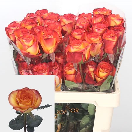 Rose High & Magic (Ecuador) 50cm | Wholesale Dutch Flowers & Florist ...