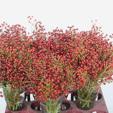 Rose Hips Autumn Splendor 25cm | Wholesale Dutch Flowers & Florist ...