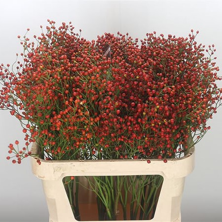 Rose Hips Autumn Splendor (Extra) 80cm | Wholesale Dutch Flowers ...