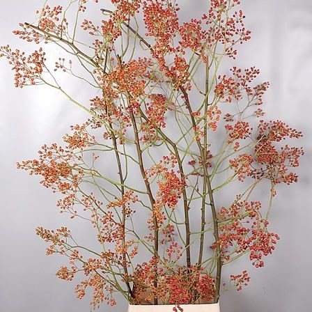 Rose Hips Corallo 40cm | Wholesale Dutch Flowers & Florist Supplies UK