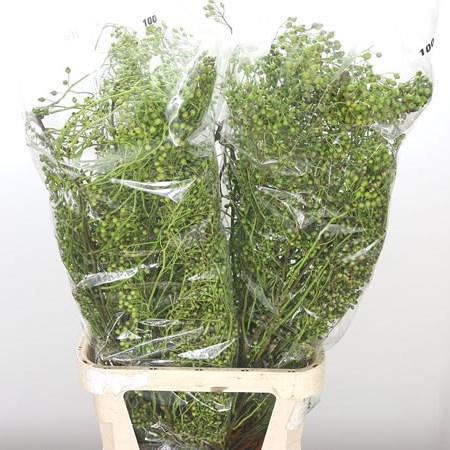 Rose Hips Corallo Erecta 100cm | Wholesale Dutch Flowers & Florist ...