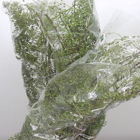 Rose Hips Corallo Erecta 110cm | Wholesale Dutch Flowers & Florist ...