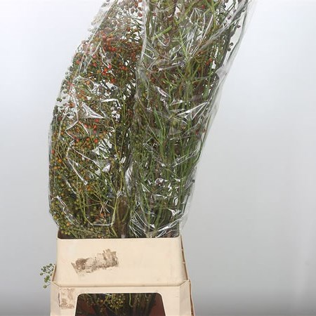 Rose Hips Corallo Erecta 120cm | Wholesale Dutch Flowers & Florist ...