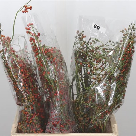 Rose Hips Corallo Erecta 60cm | Wholesale Dutch Flowers & Florist ...