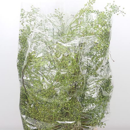 Rose Hips Corallo Erecta 90cm | Wholesale Dutch Flowers & Florist ...