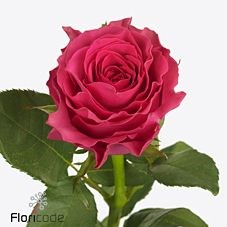Rose Hotspot 50cm | Wholesale Dutch Flowers & Florist Supplies UK