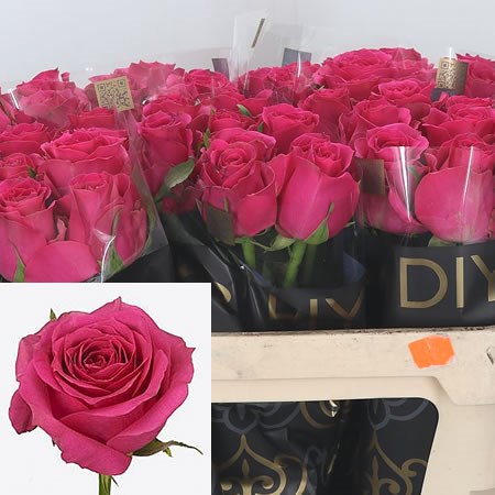 Rose Hottie 70cm | Wholesale Dutch Flowers & Florist Supplies UK