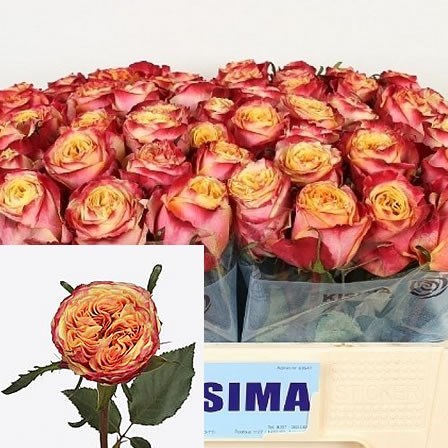 Rose Hurricane 50cm | Wholesale Dutch Flowers & Florist Supplies UK